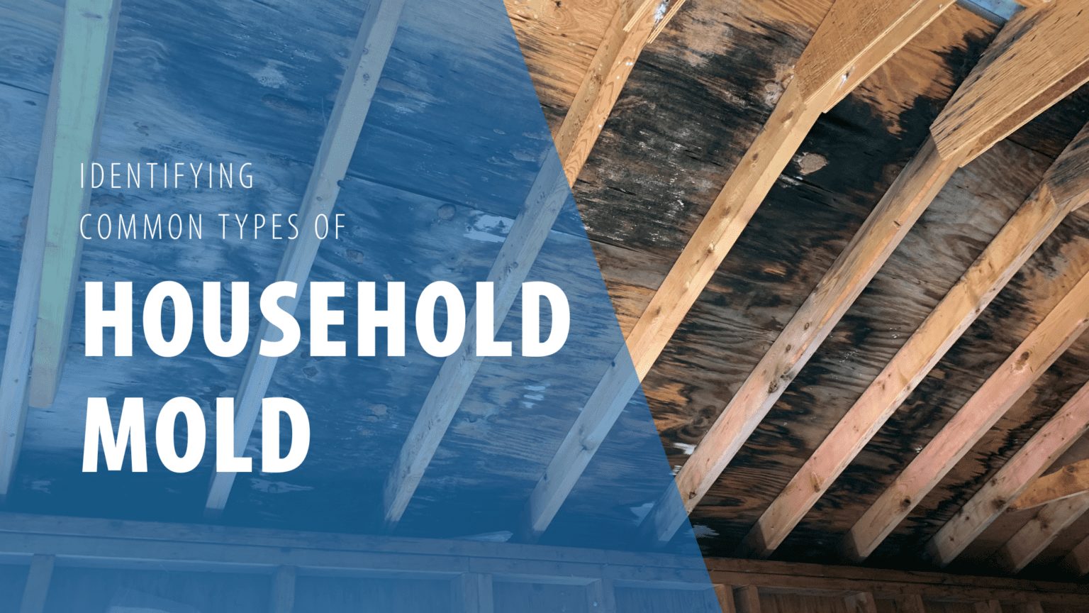 Identifying Common Types of Household Mold - The Flood Team